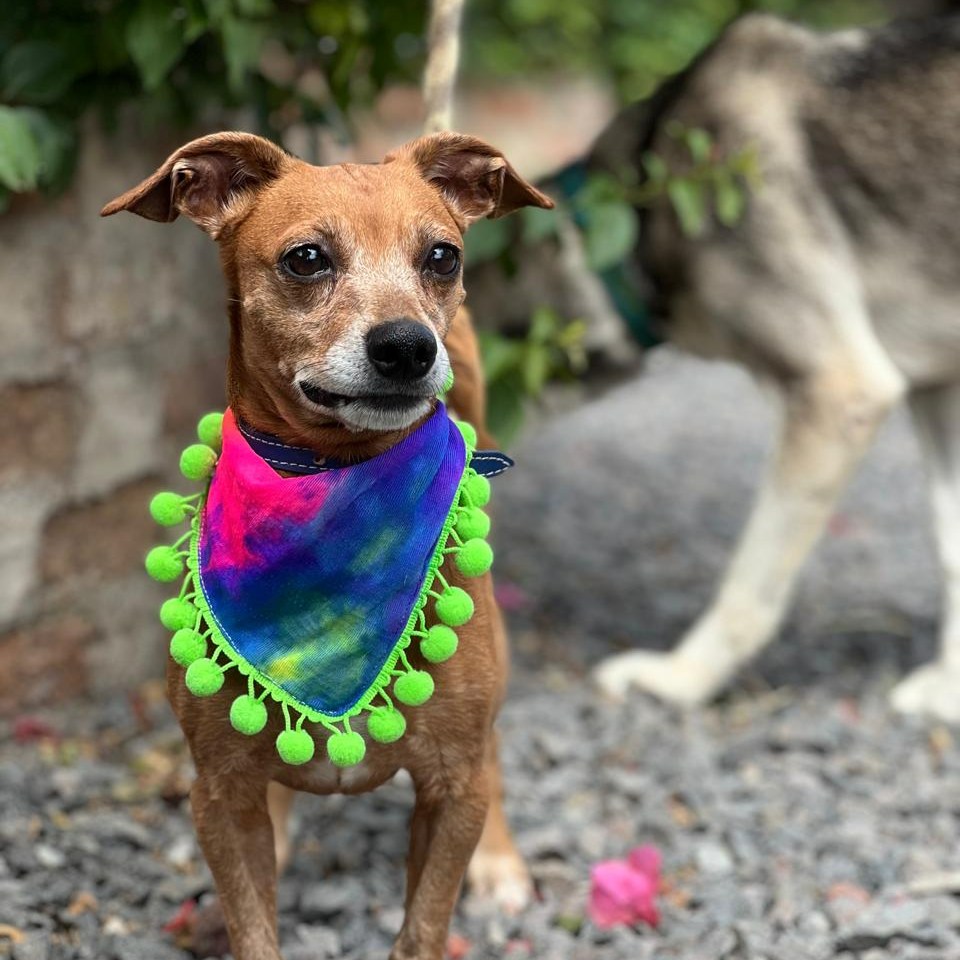 About Us – Animals For Autism